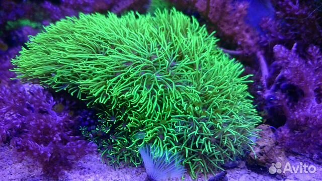Актинии,мягкие морские кораллы,хетаморфа