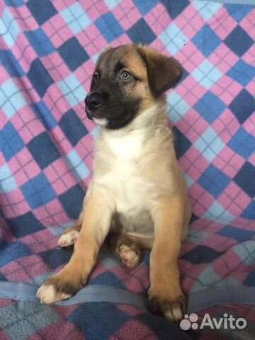 Щенок 2,5 месяца