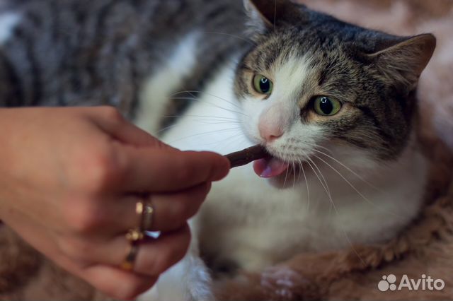 Кот Базилик ищет дом