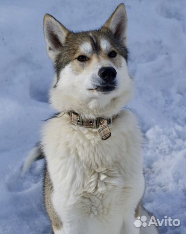 Ральф, 1 год в добрые и ответственные руки