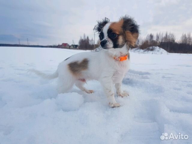 Мальчиш чихуахуа