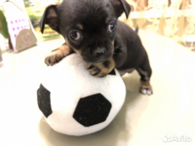 Малыш чихуахуа