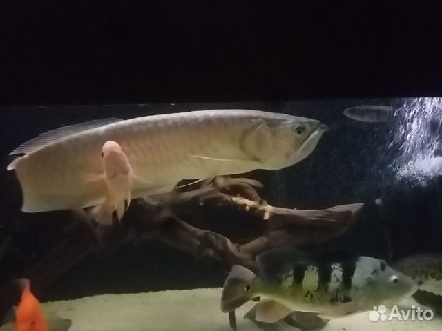 Крупная рыба вся здоровая. Серебреная аравана 65см