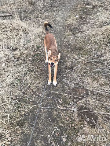 Отдам подругу в хорошие руки