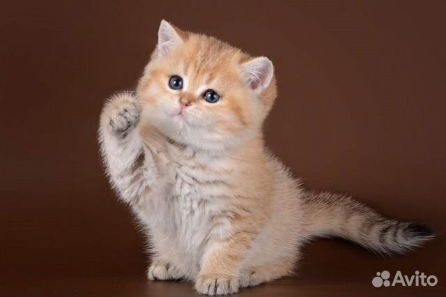Золотая шиншилла британский котенок Адель