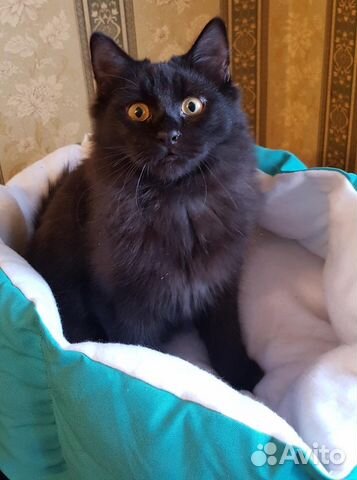 Шикарный,котёнок Чубака 7 мес в дар,черная ангора