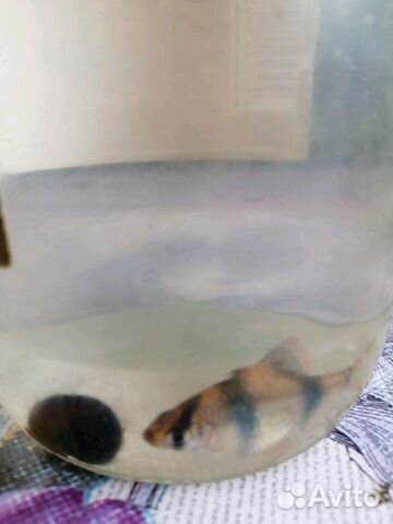 Барбус полосатый и водоросли