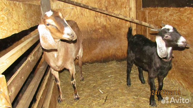 Две Козы нубийские 100 9месяцев и 2.5года и семья