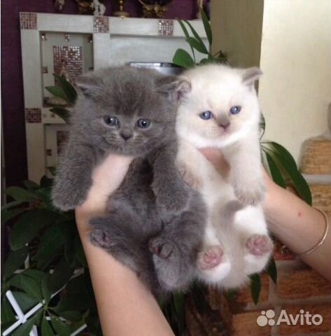 Британские котята