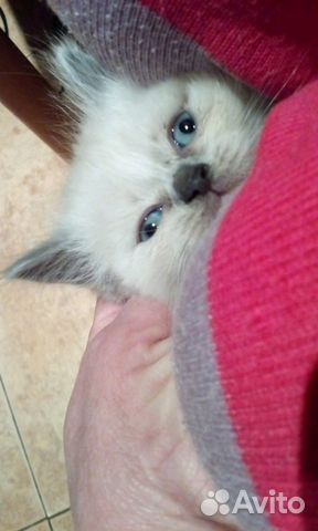 Маскарадный невский котенок