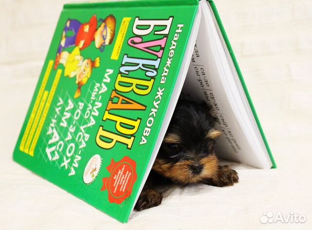 Мини и супер мини йорки РКФ