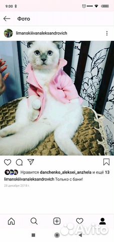 Продам кота