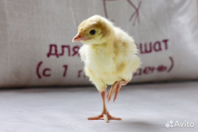 Индюшата кросс "Белая Широкогрудая"