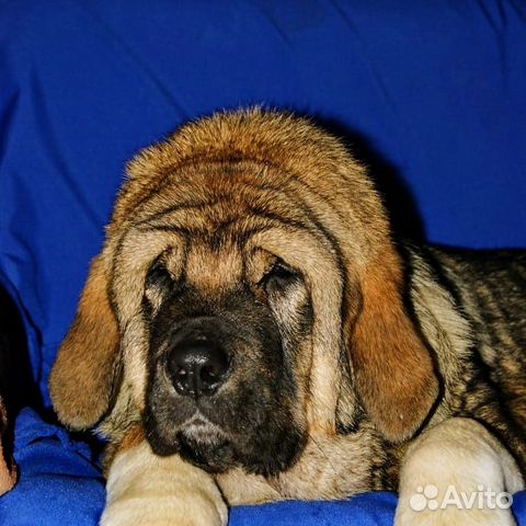 Продаётся подрощенный щенок испанского мастифа