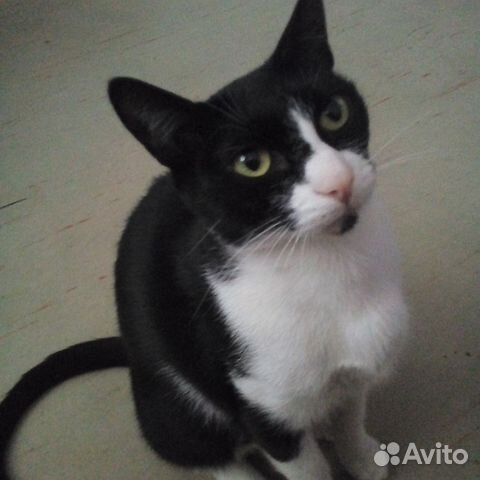 Продаю кошечку 6-ти лет метис