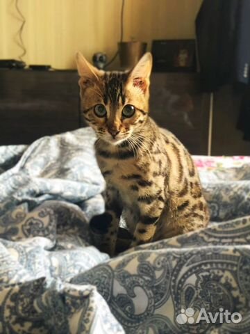 Бенгальская