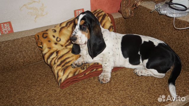 Малышка бассет-хаунда