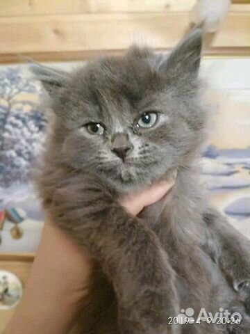 Отдаем кошечку серую и кота черно-белого возрастом