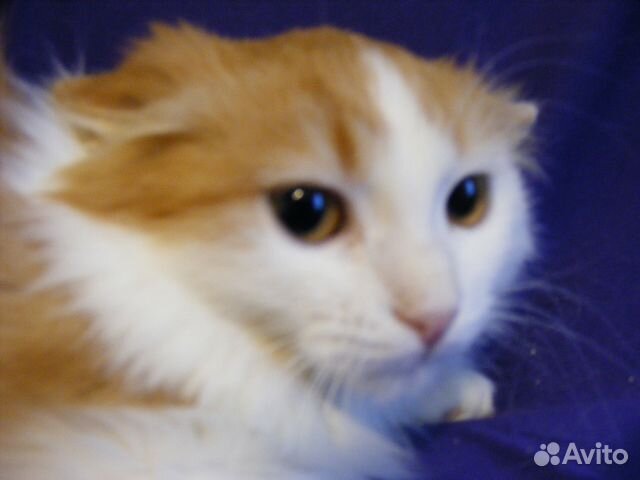 Рыжая малышка Алиса (6 мес. )