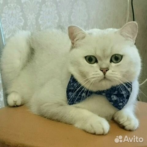 Британский молодой котик