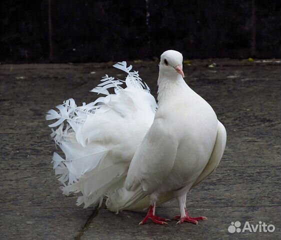 Голуби павлины