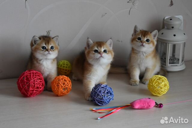 Золотые британцы