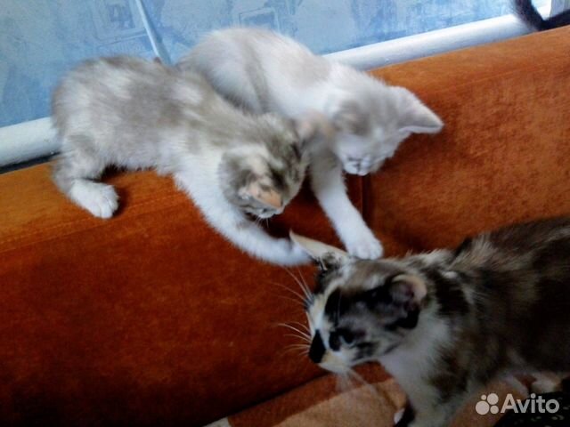 Отдам малышей в добрые руки