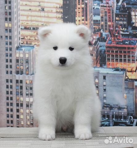 Щенки самоеда
