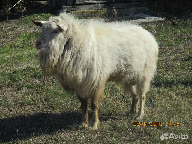 Козел зааненский