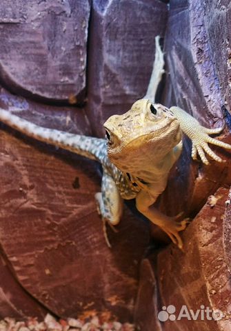 Самец осшейниковой игуаны