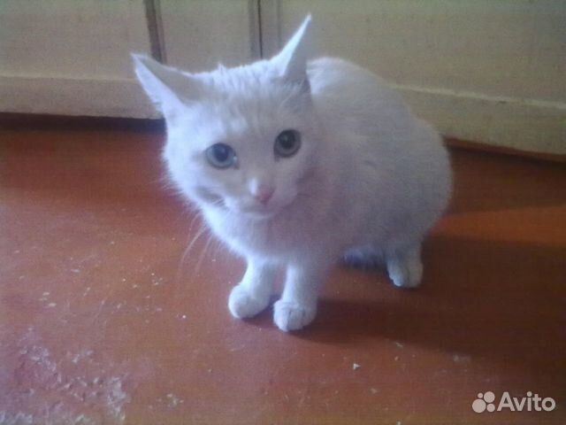 Красивая, миниатюрная белая Кошечка)