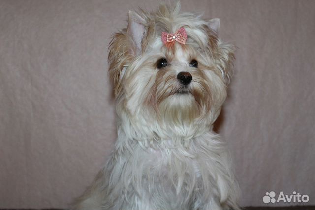 Маленькая очаровашка