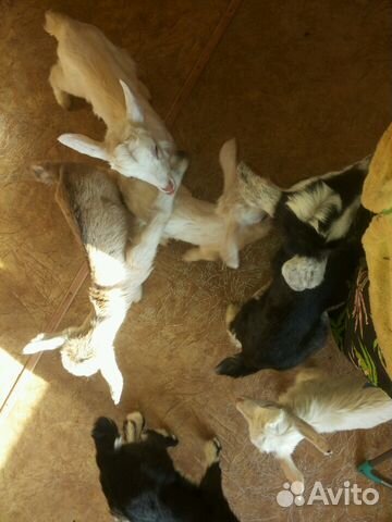 Две свиньи, хряк