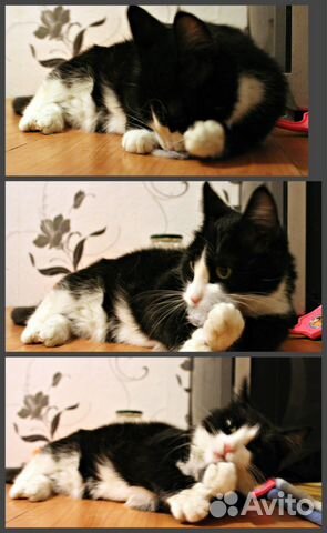 Кошечка Маркиза ищет дом