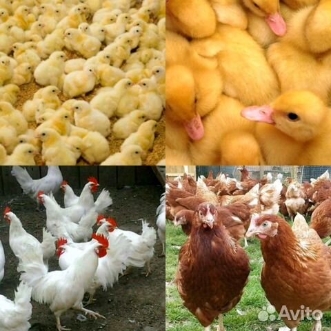 Продаю утят,цыплят, кур