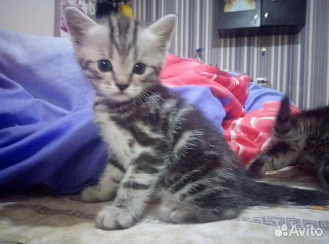 Милые очарования: 2 котика и кошечка