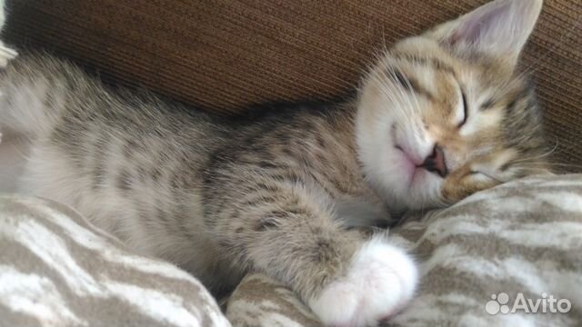 Шикарные котятки