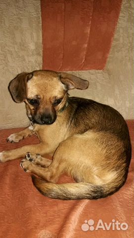 Щенок в хорошие руки