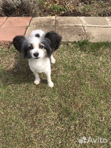 Папийон в добрые руки