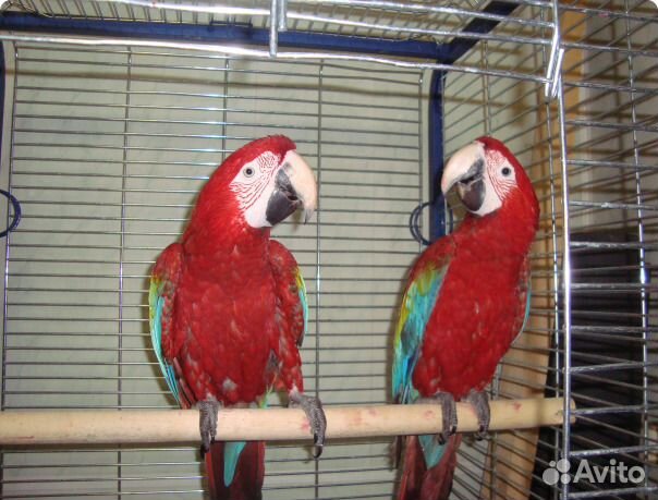 Продам попугая Ару зеленокрылого