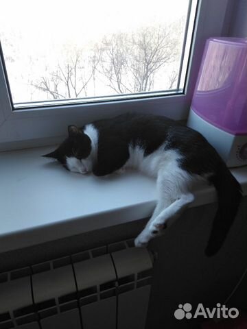 Отдам самого умного котика