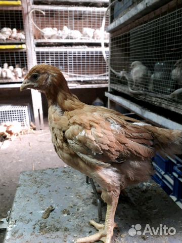 Подрошенный цыпленок редбро и мастергрей