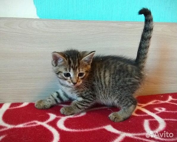 Две сестренки ищут свой дом