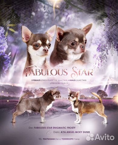 Чихуахуа - лиловые эксклюзивчики