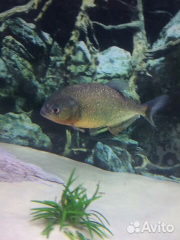 Рыба Пиранья