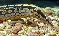 Мастацембел