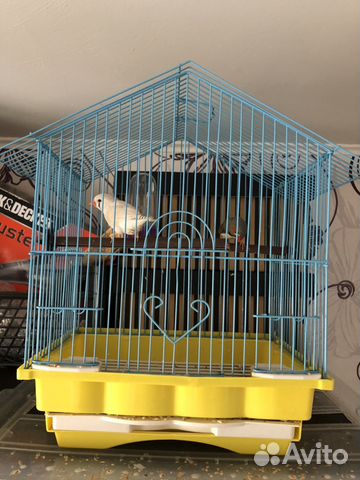 Зебровые амадины