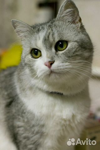 Злая кошка ищет дом