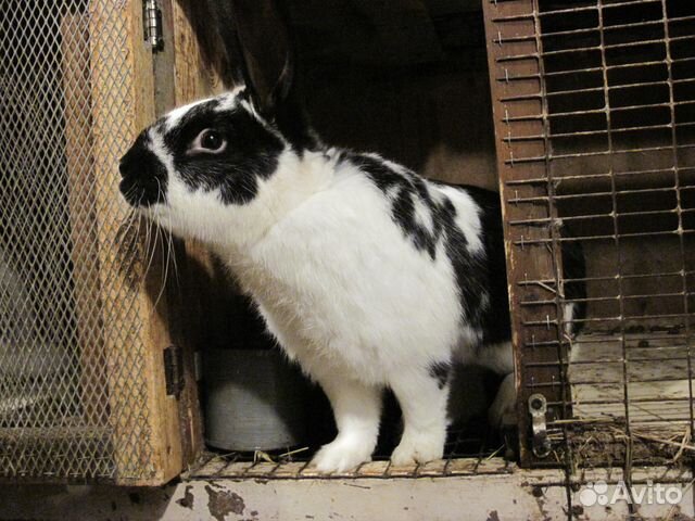 Кролик Бабочка самец Калифорнийцы