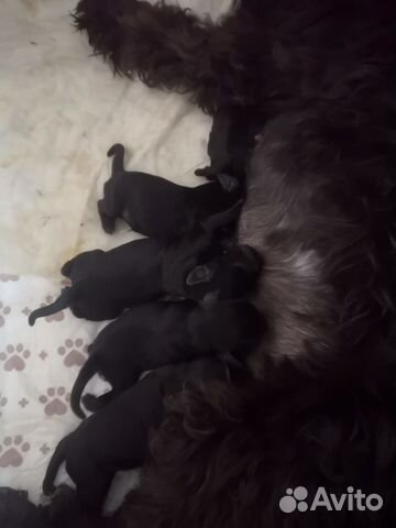 Замечательные щенки ждут своих хозяев